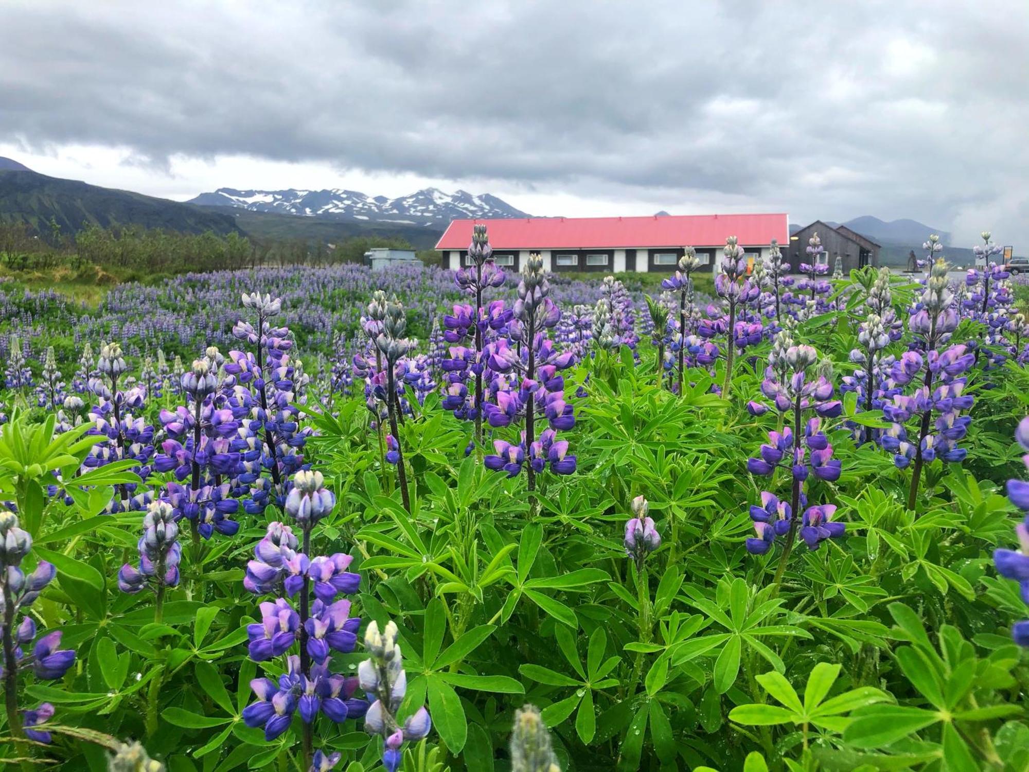Hotel Snaefellsnes | Best Price 2026 | Guide to Iceland