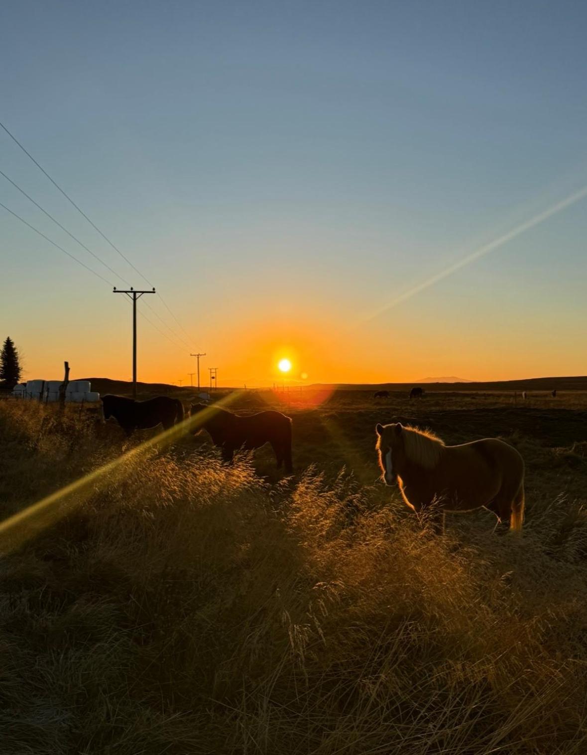 Asahraun Guesthouse | Best Price 2026 | Guide to Iceland